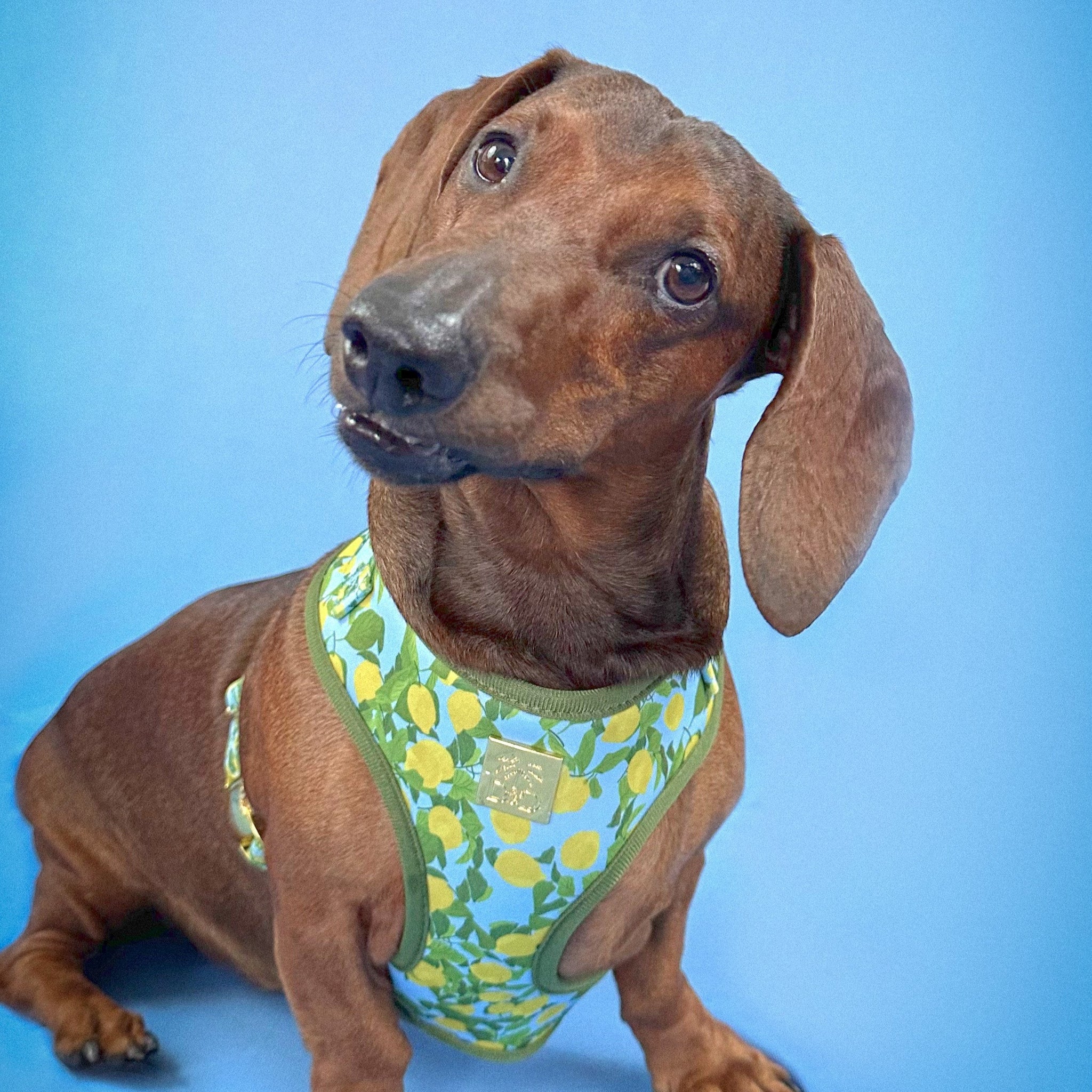 Pooch Collection – Dots and Doodles Design