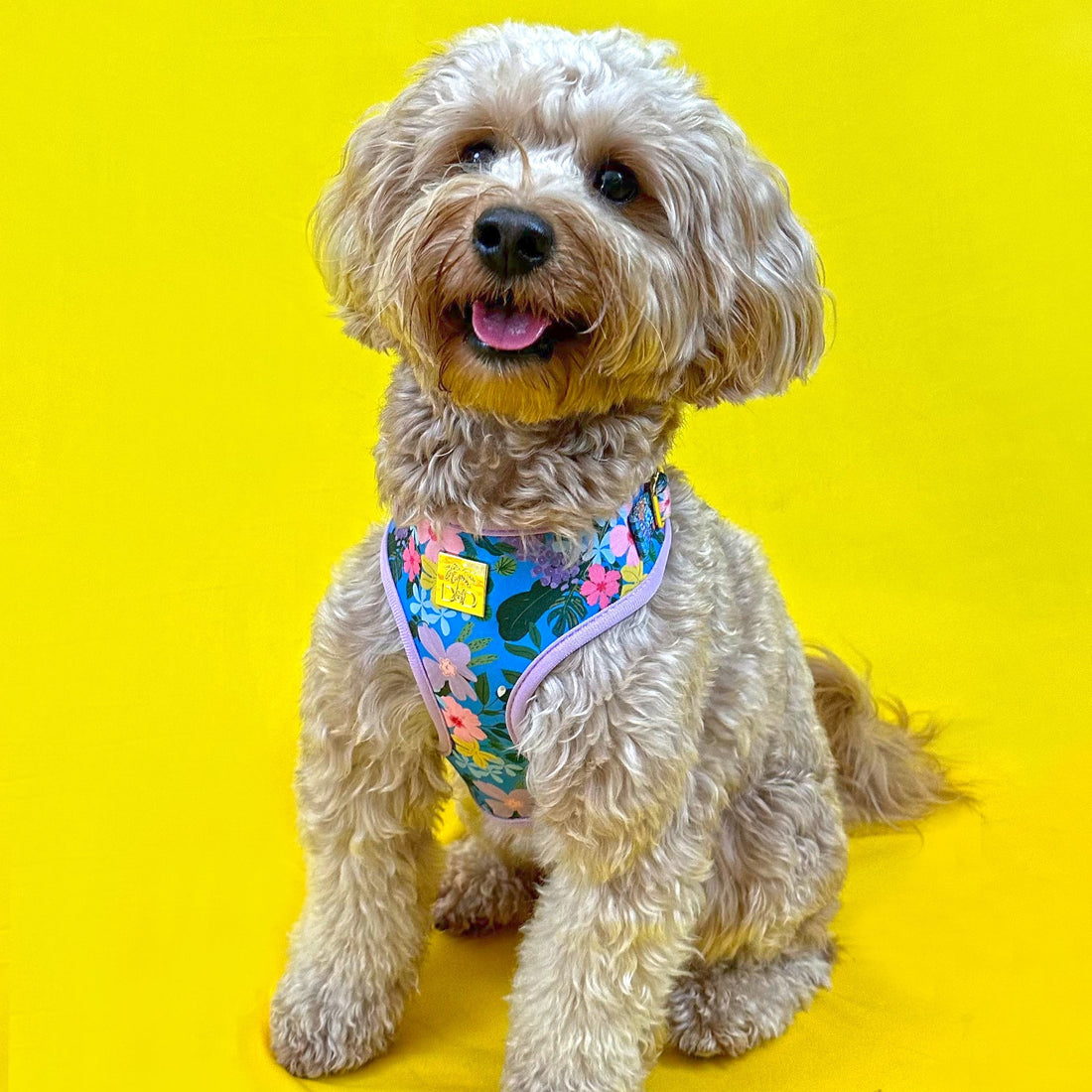 Pooch Collection – Dots and Doodles Design