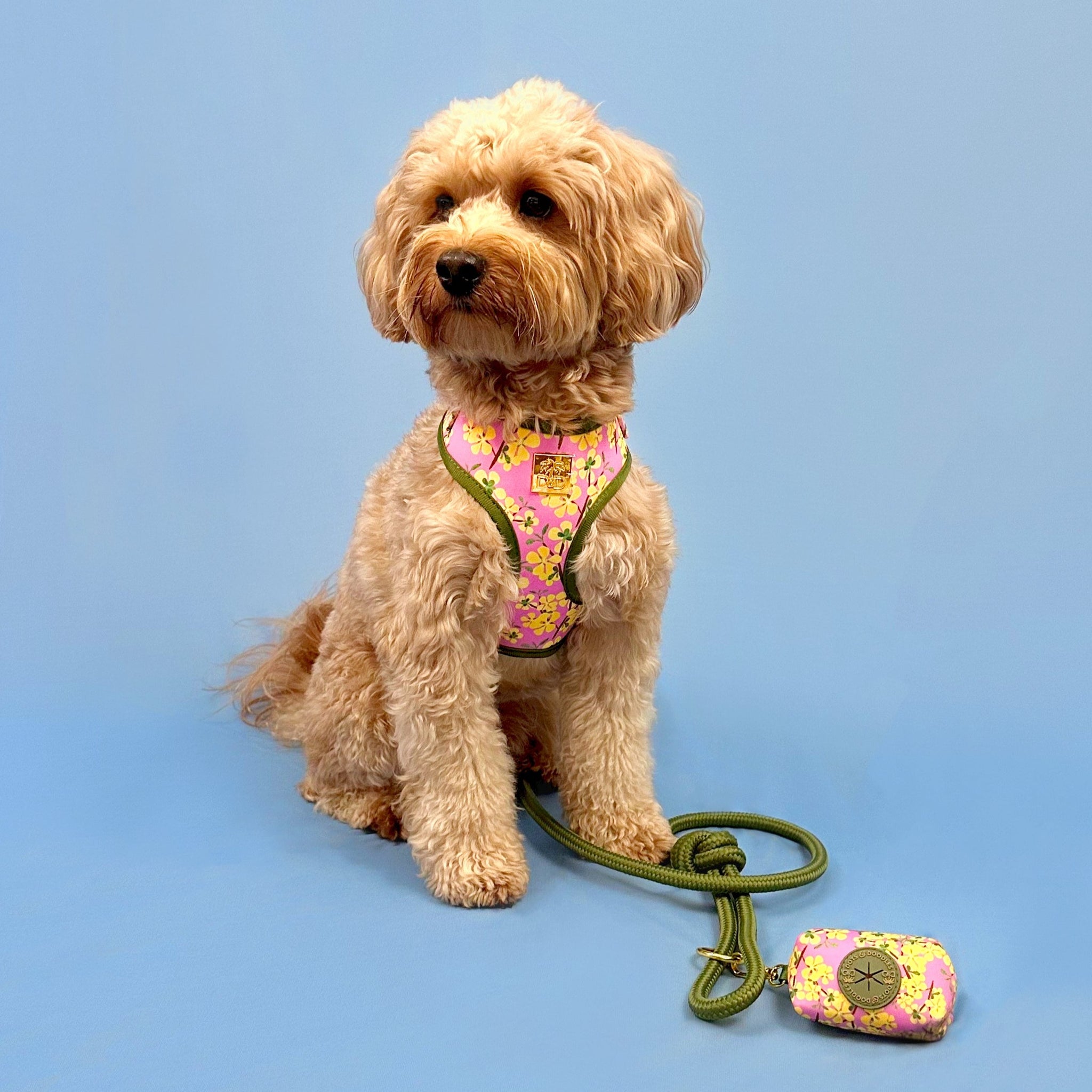 Pooch Collection – Dots and Doodles Design