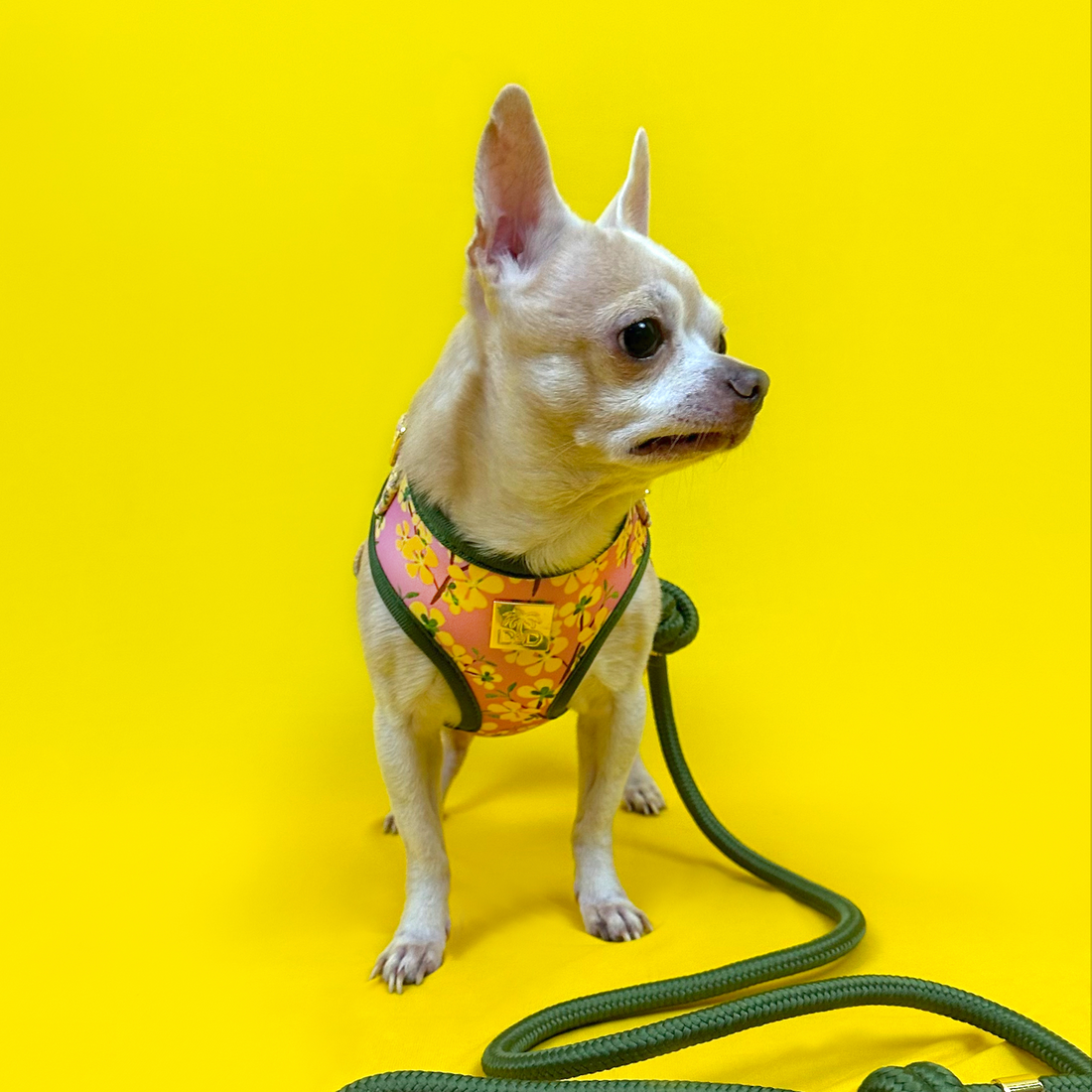 Pooch Collection – Dots and Doodles Design