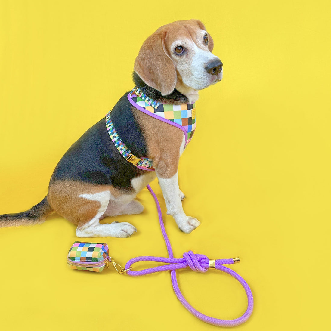 Pooch Collection – Dots and Doodles Design